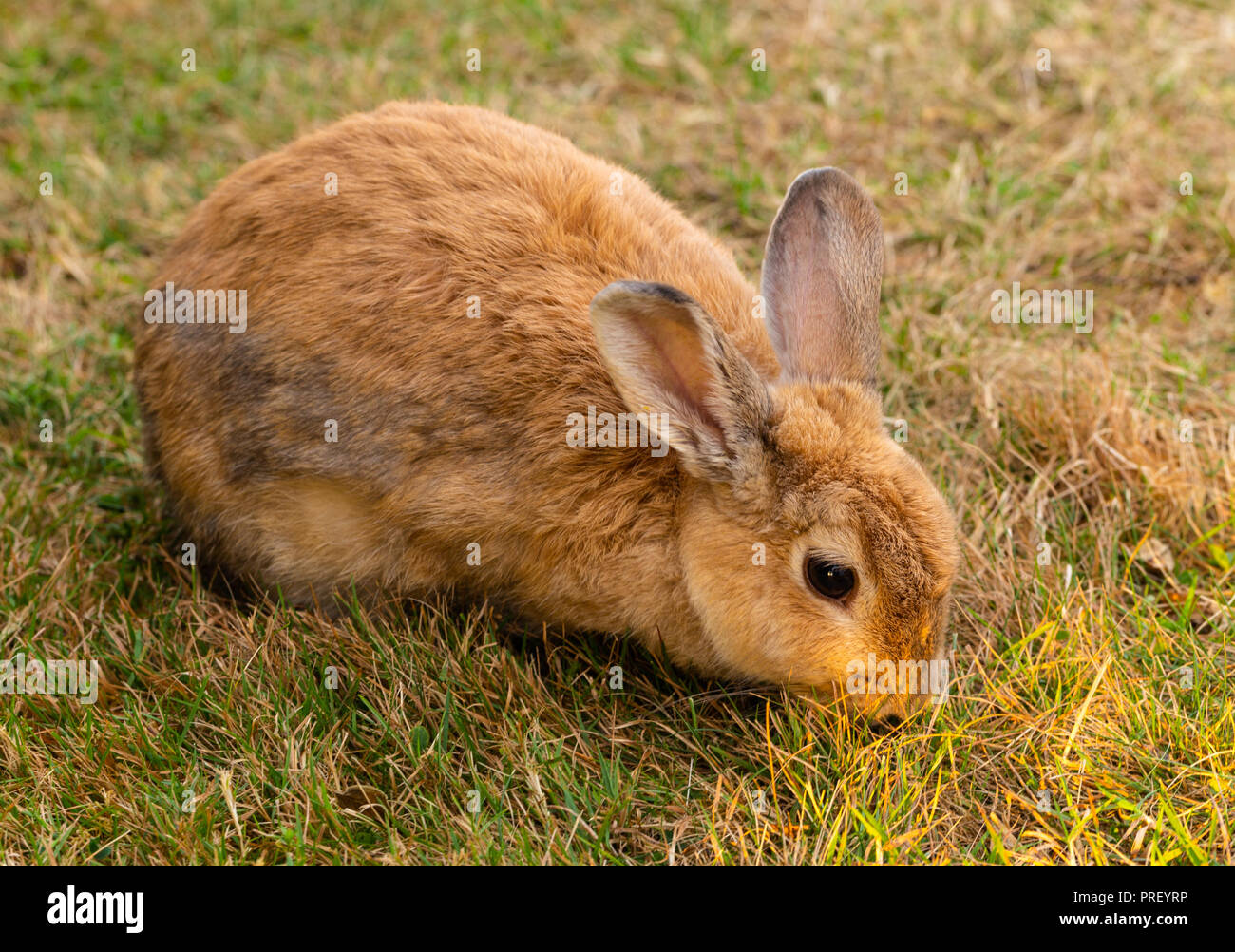 Golden brown rabbit searching for food on a grassy field in early ...
