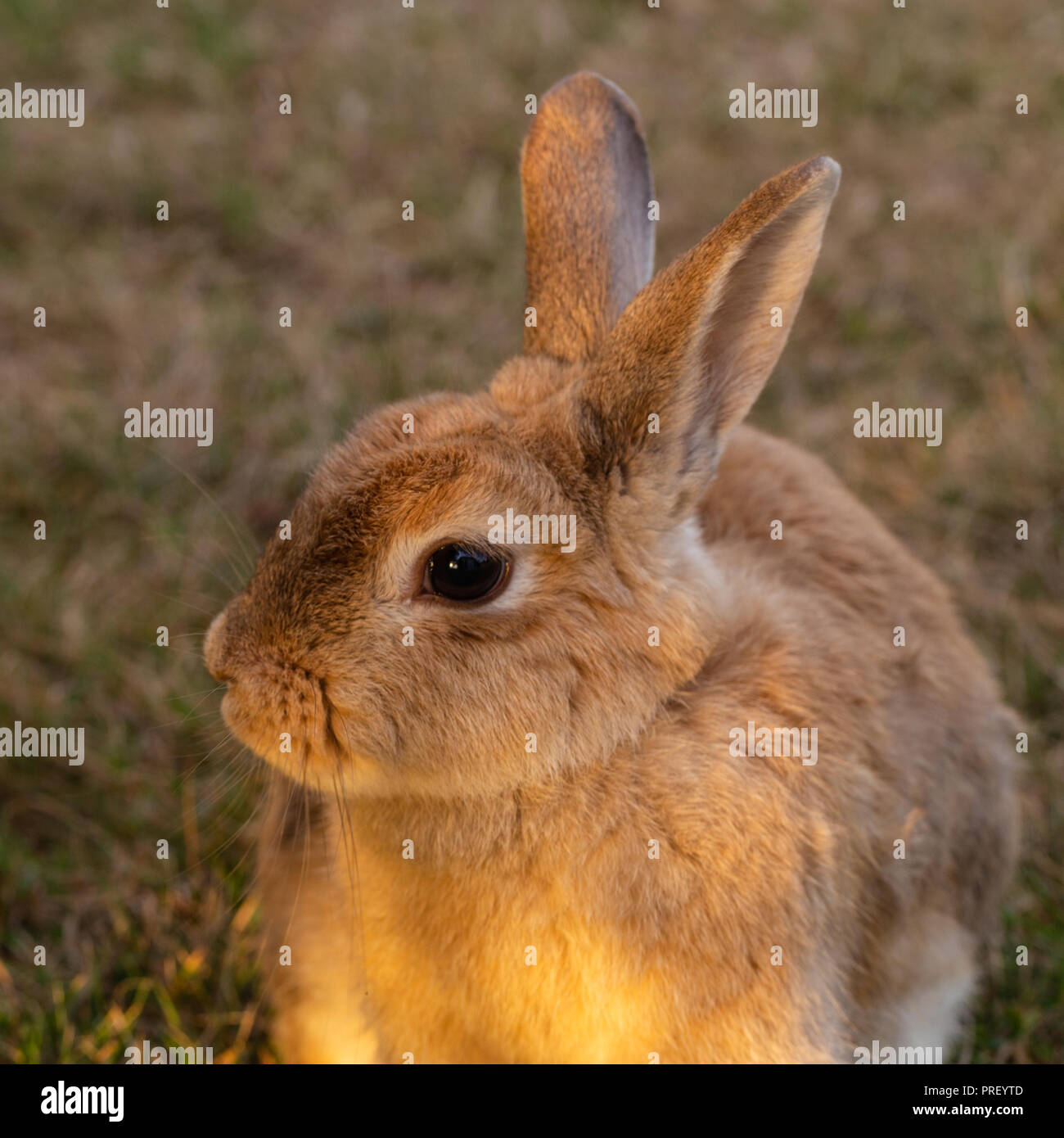 Front and side profile hi-res stock photography and images - Alamy
