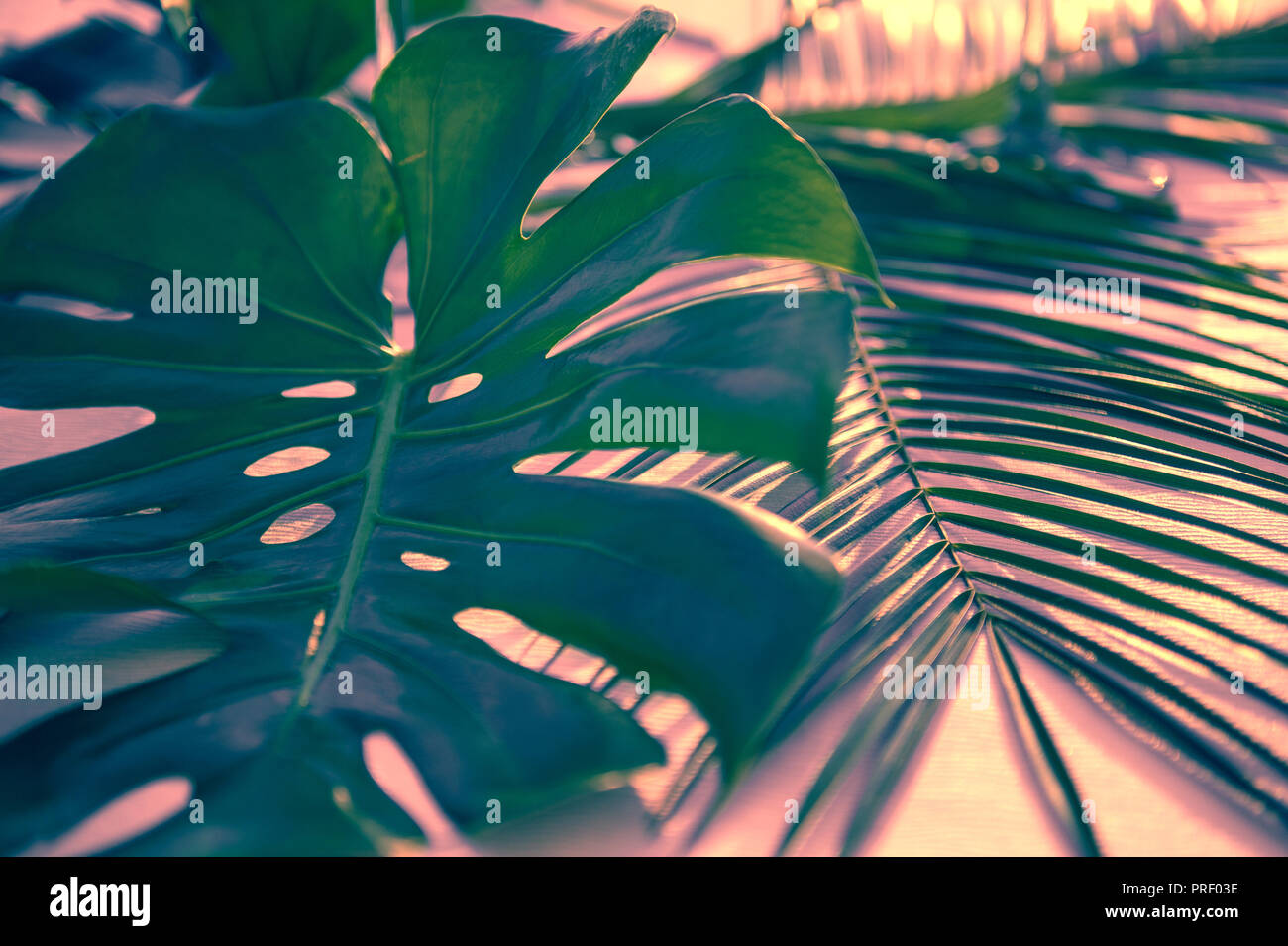 Dark green leaves of monstera or split-leaf philodendron Monstera ...