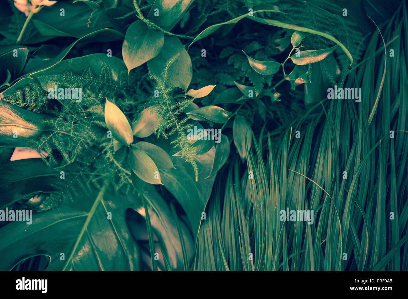 Plants top view hi-res stock photography and images - Alamy