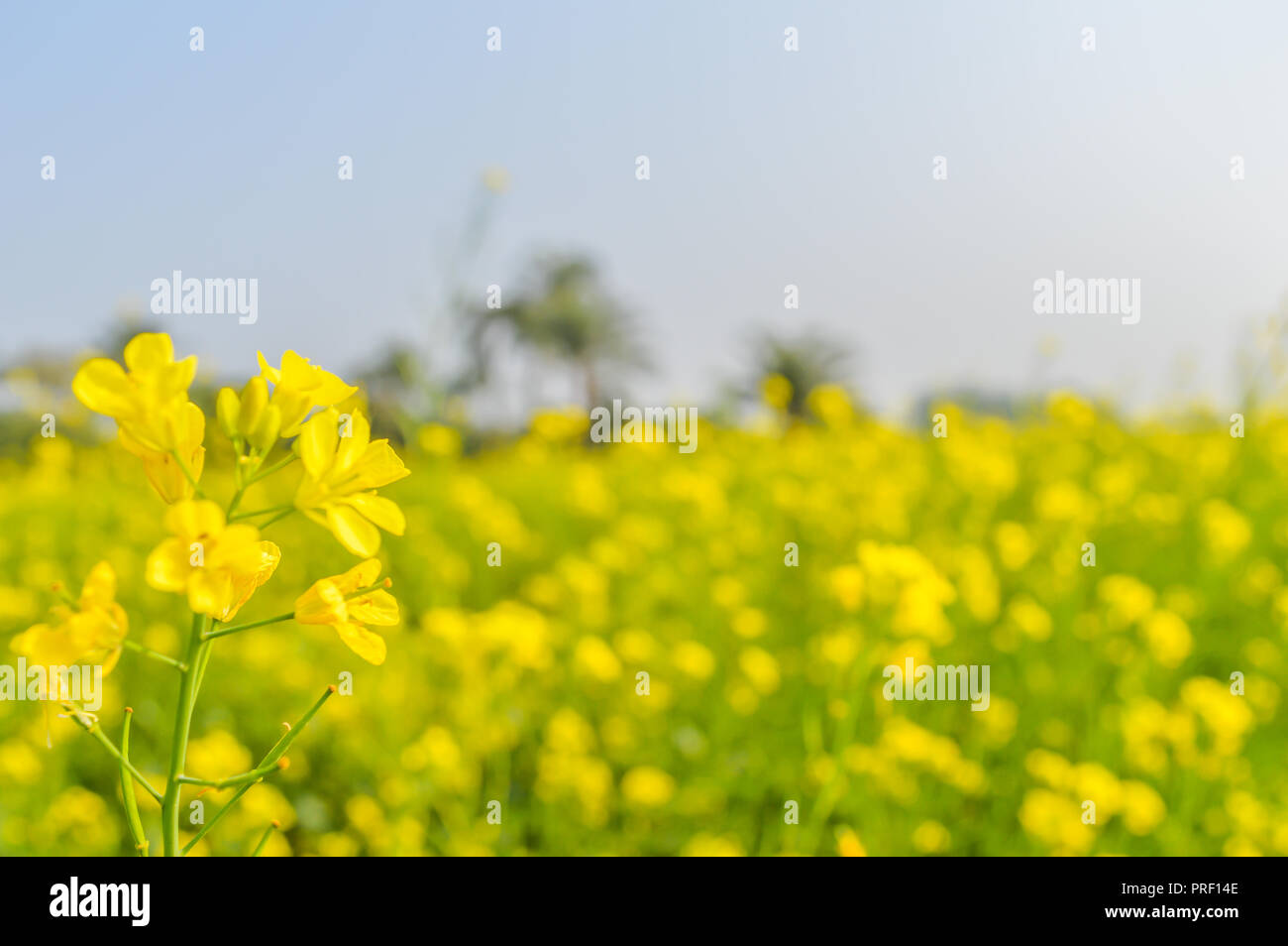 This is a photograph rapeseed flowers close up isolated on blurred ...