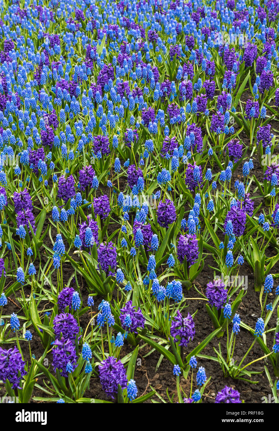Blue grape and hyacinths blue and green natural background Stock Photo ...