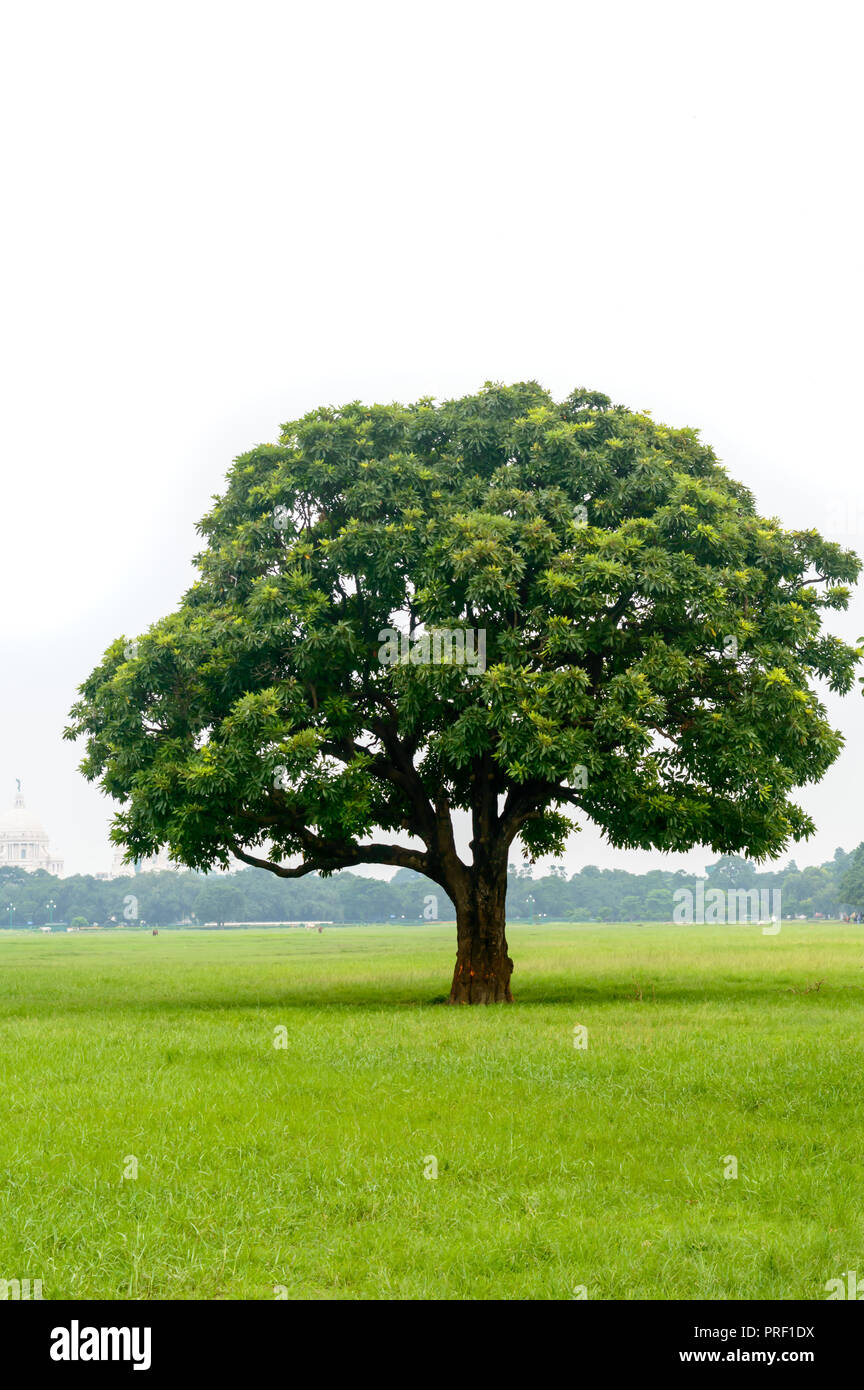 Beautiful Oak Tree Photography