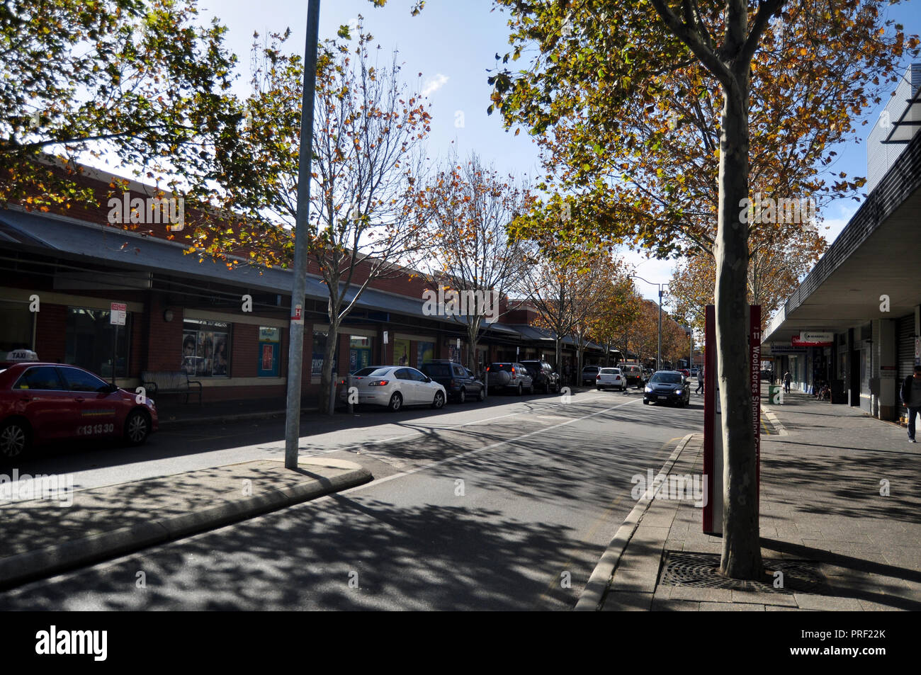 Australian people walking and maple tree on pavement beside road with ...
