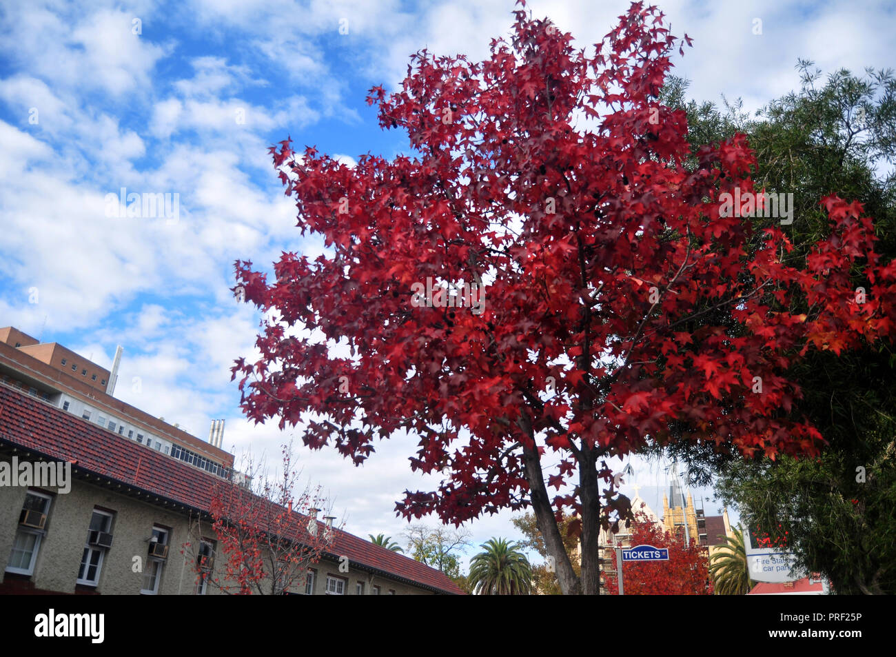 Australian maple leaf hi-res stock photography and images - Alamy