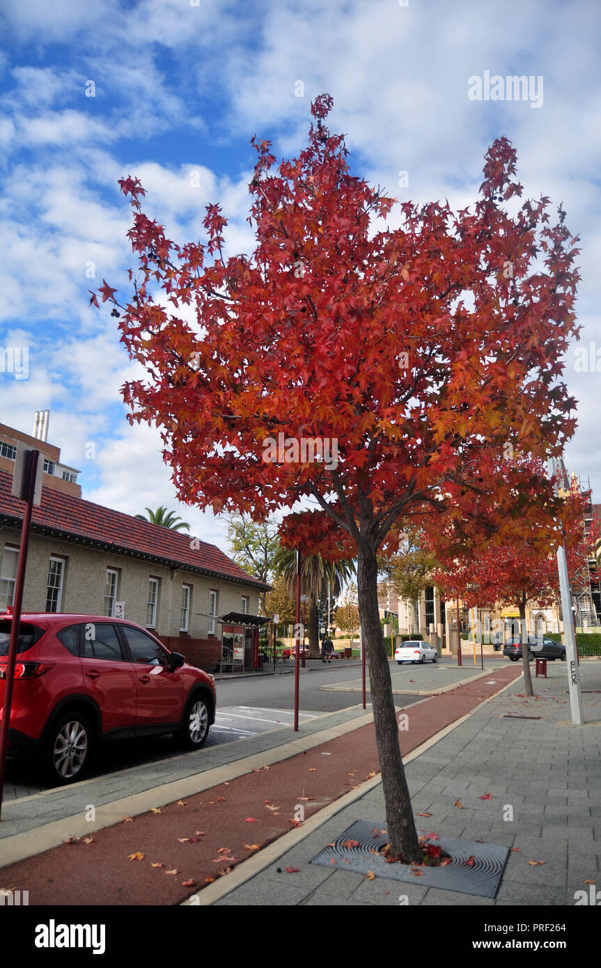 Australian people walking and maple tree on pavement beside road with ...