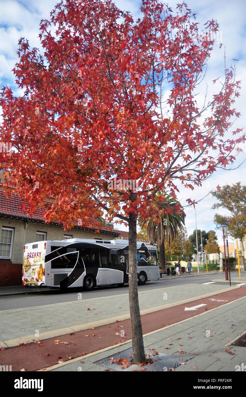Australian maple leaf hi-res stock photography and images - Alamy