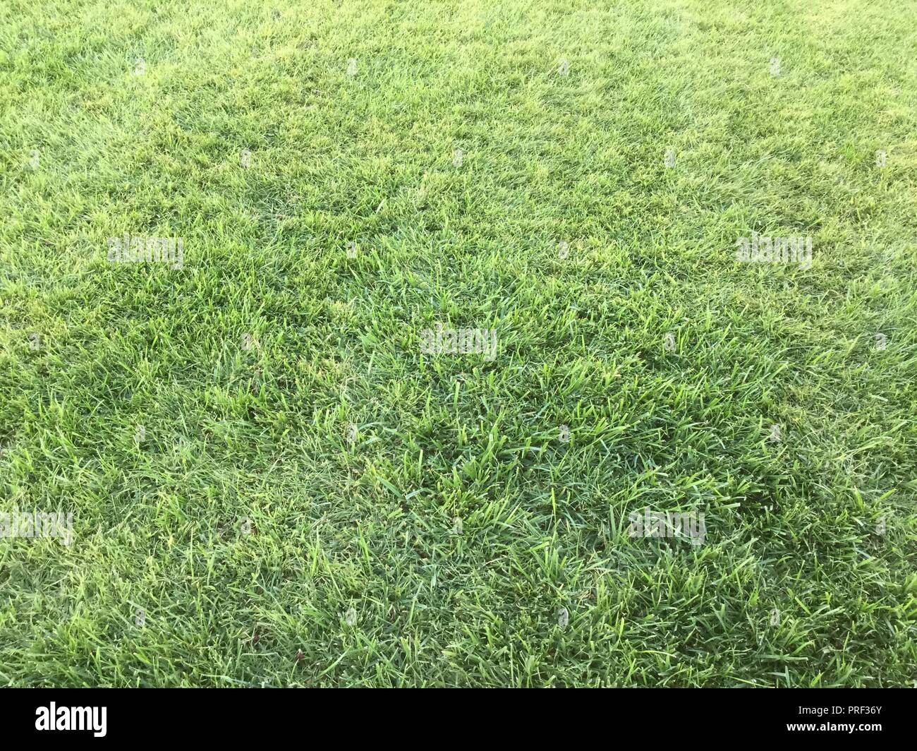 Real natural background field hi-res stock photography and images - Alamy