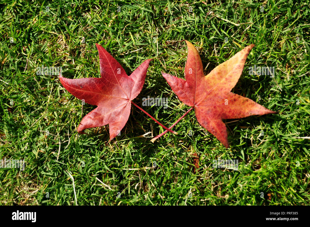 Red maple leaf on grass field background in garden Stock Photo - Alamy