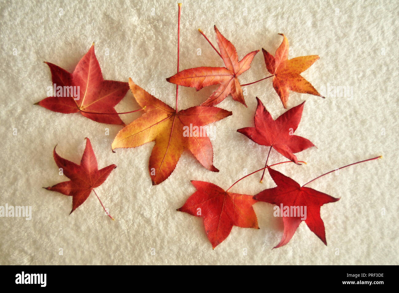 Cotton wood trees fall hi-res stock photography and images - Alamy