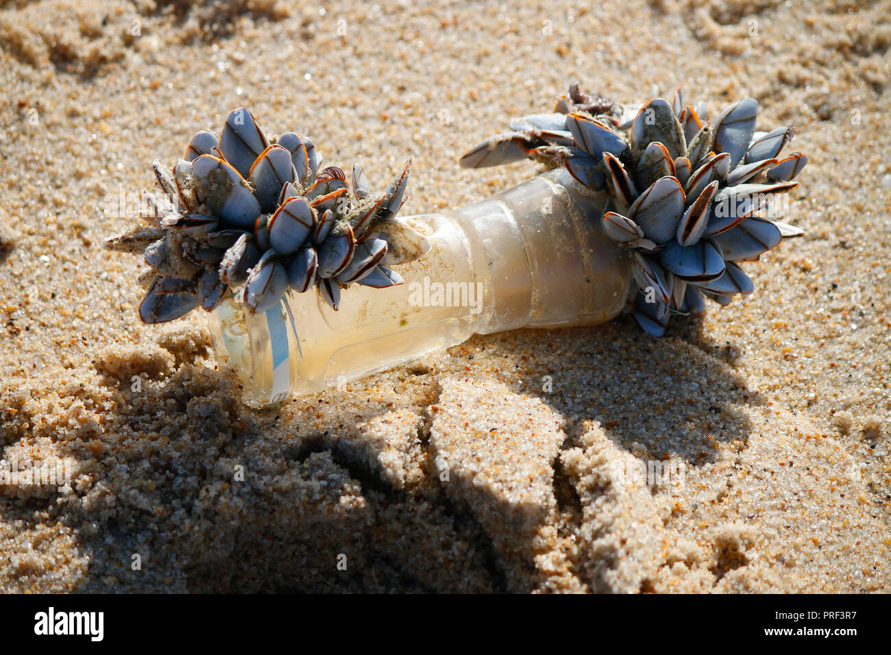 Plastiklasche hi-res stock photography and images - Alamy