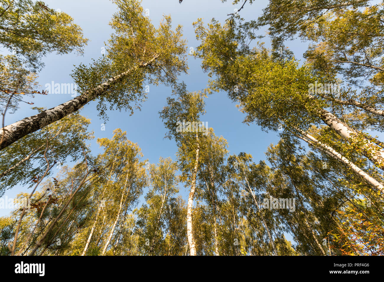 Look up through green hi-res stock photography and images - Alamy