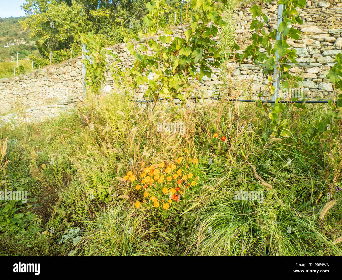 Flowers and plant life at Les Granges organic Vineyard near Fenis in ...