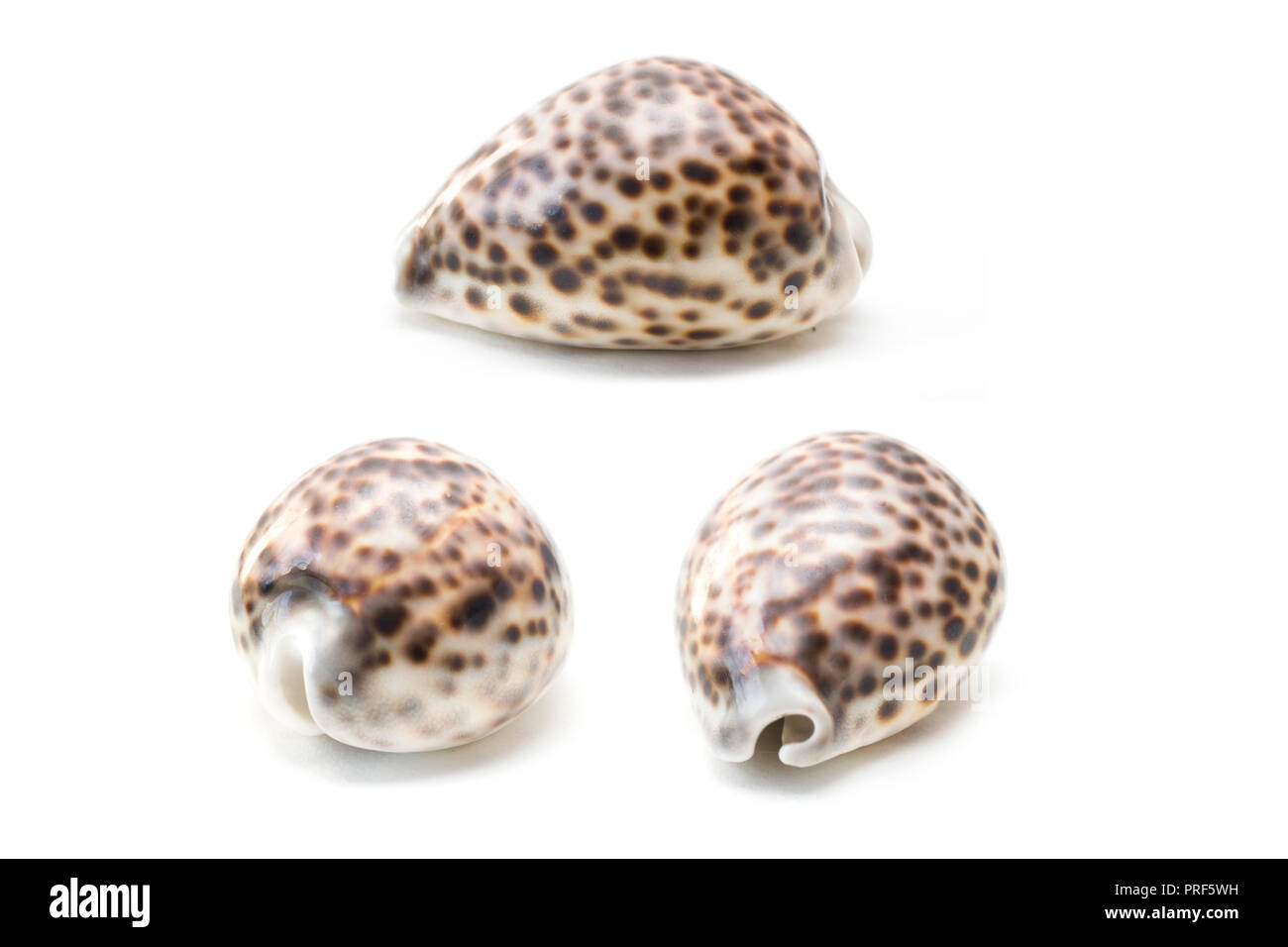 Tiger cowrie (Cypraea tigris) seashell isolated on the white background ...