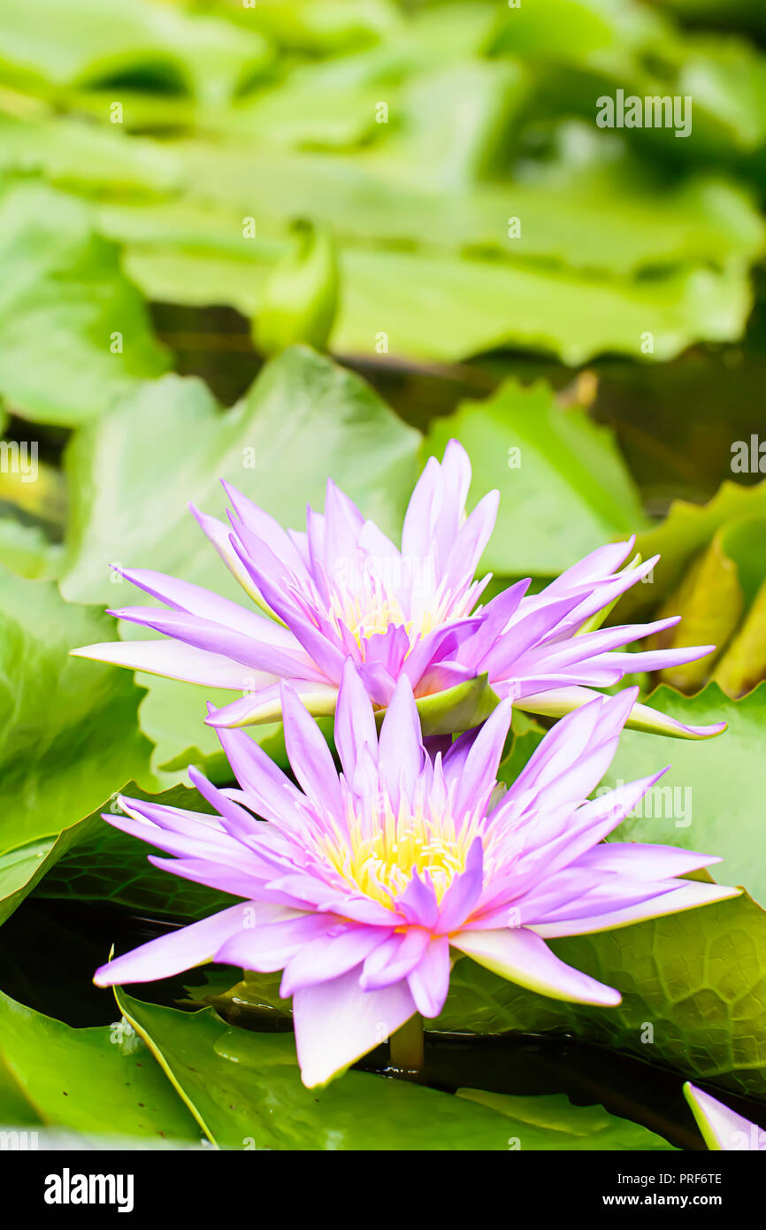Lotus in many colors and beautiful in ponds Stock Photo - Alamy