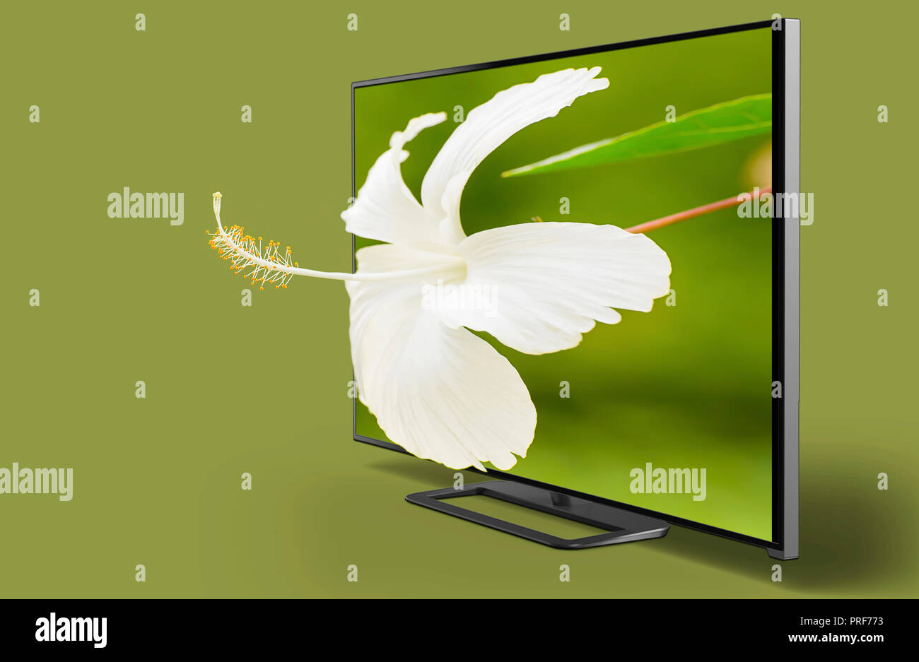 Hibiscus flower pop up out tv screen Stock Photo - Alamy
