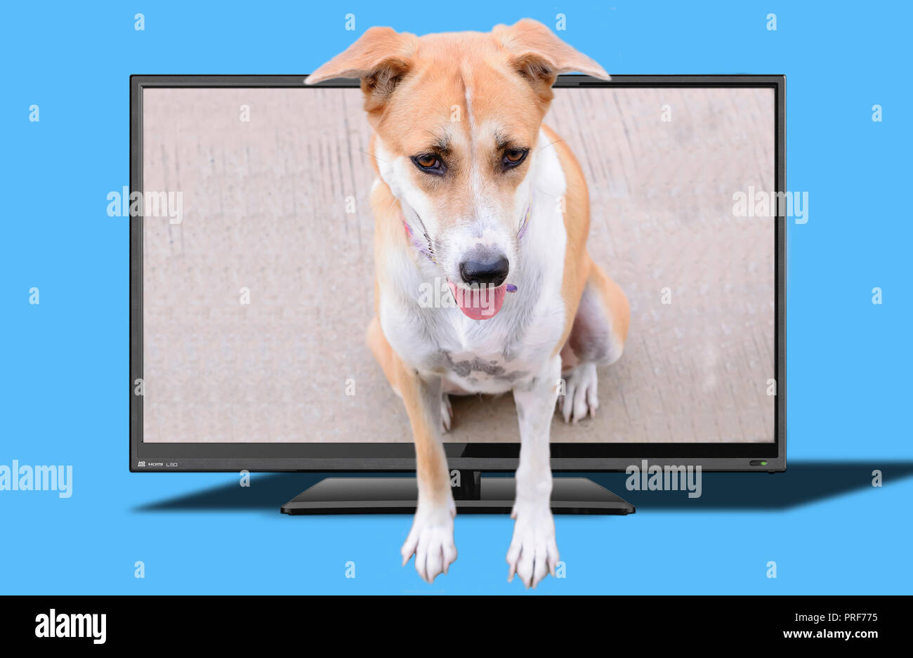 The dog pop up out tv screen Stock Photo - Alamy