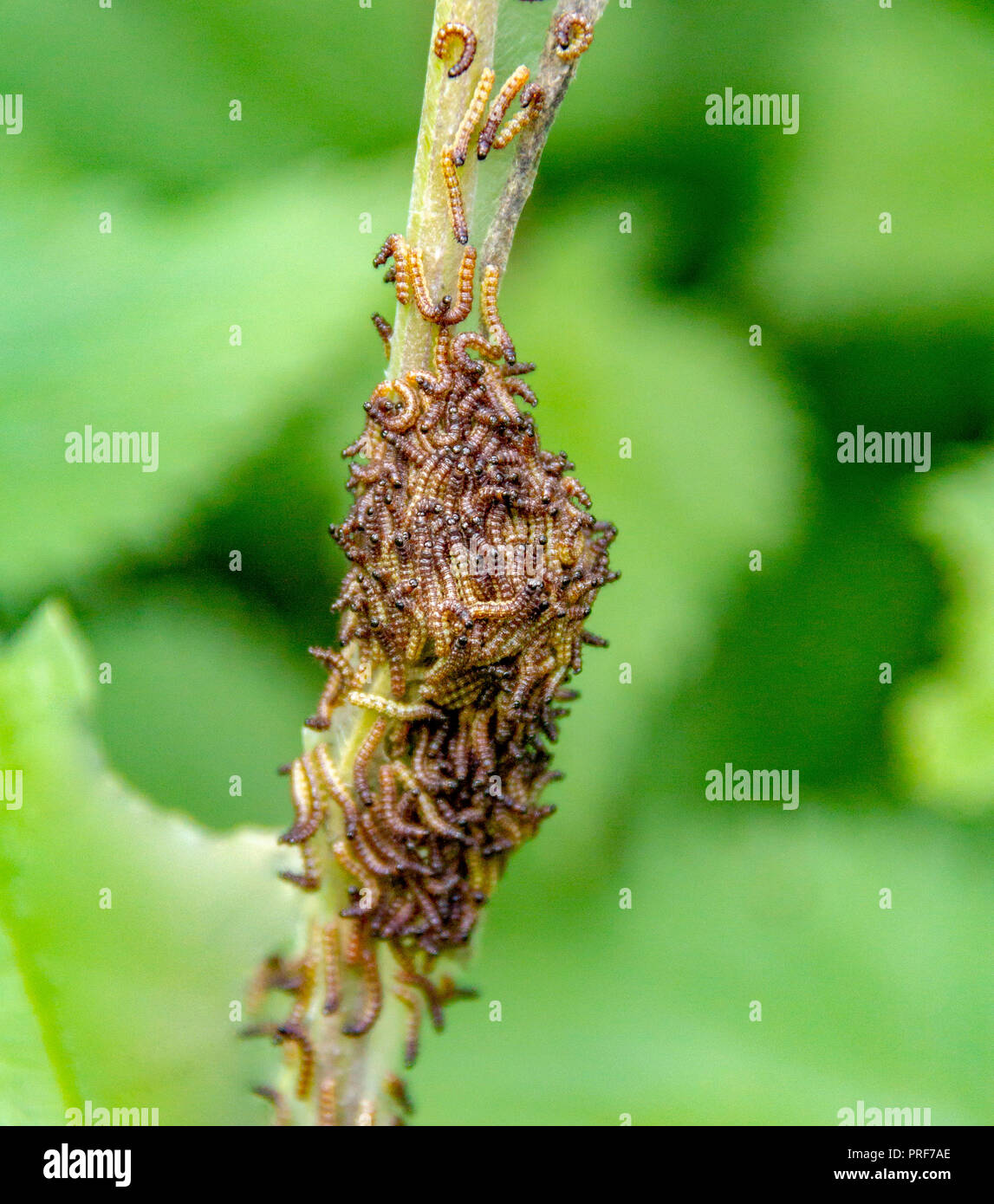 Tortoiseshell butterfly caterpillar hi-res stock photography and images ...
