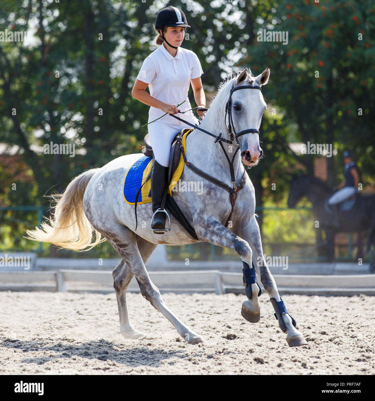 Female showjumper on grey horse hi-res stock photography and images - Alamy