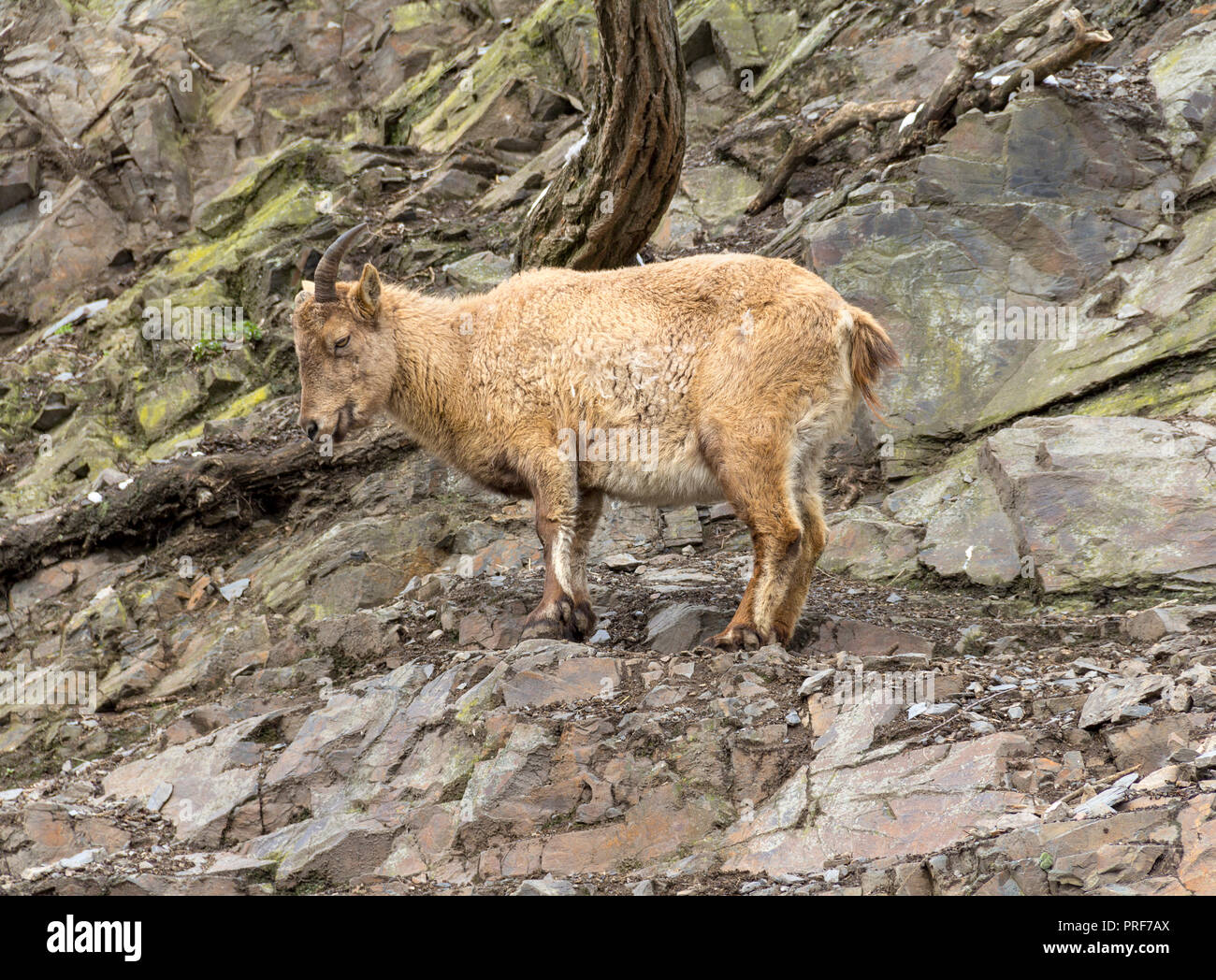 West caucasian tur hi-res stock photography and images - Alamy