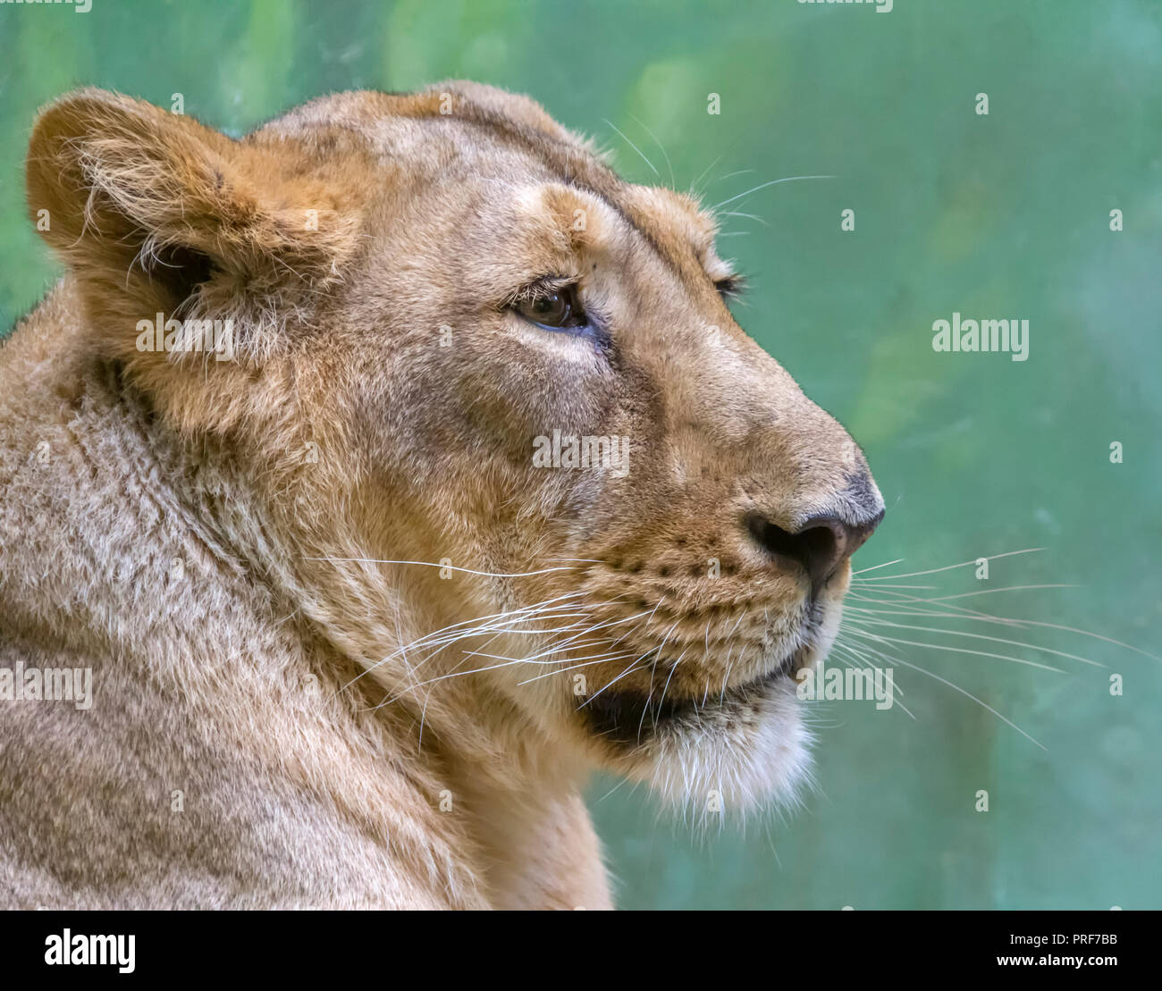 sideways shot of a lion head in front of green back Stock Photo - Alamy