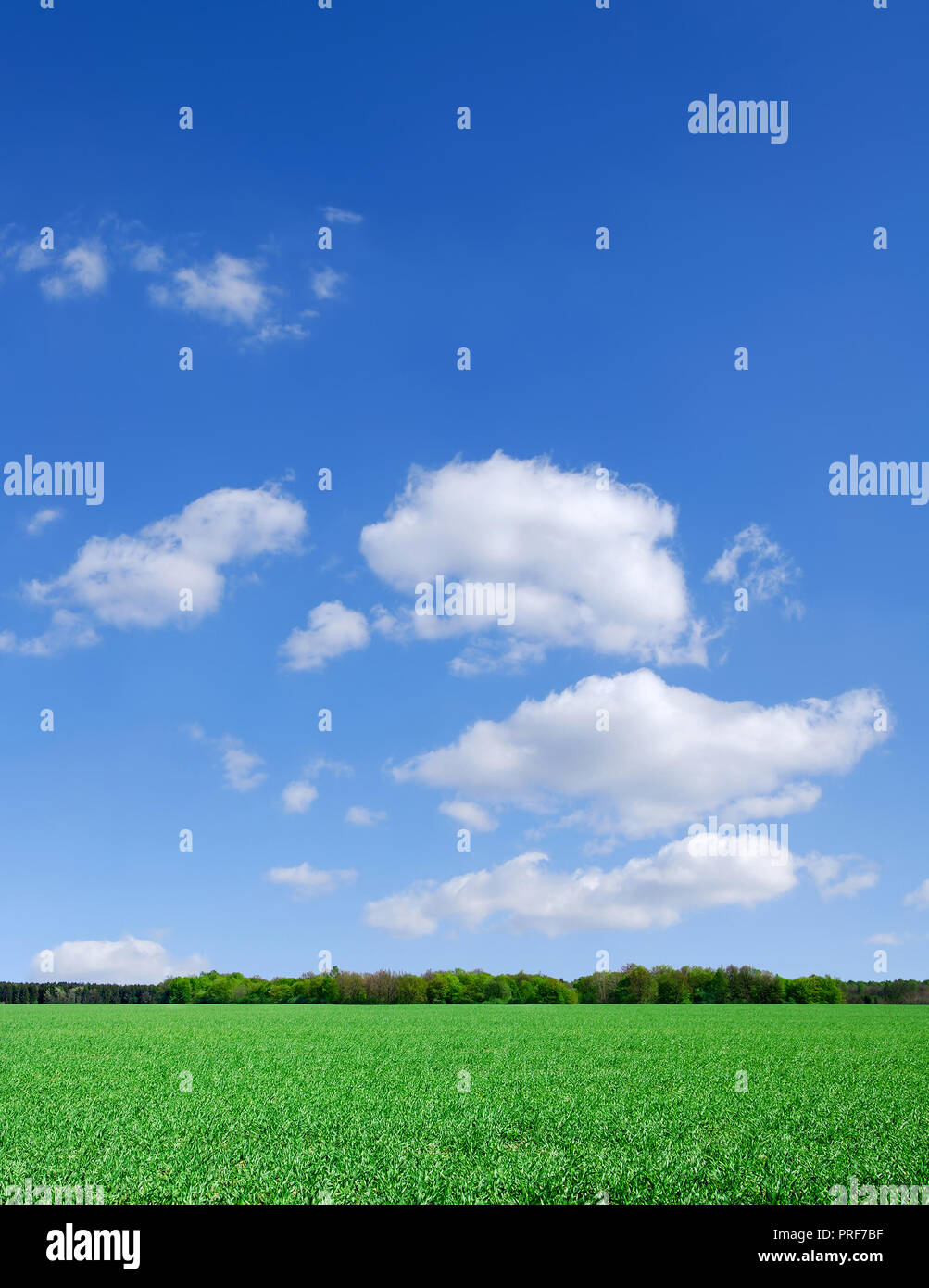 Idyllic spring lowland landscape, green field, blue sky and white ...