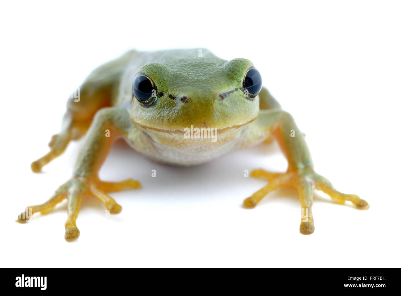 Small green tree frog sitting on white card. Isolated background Stock ...