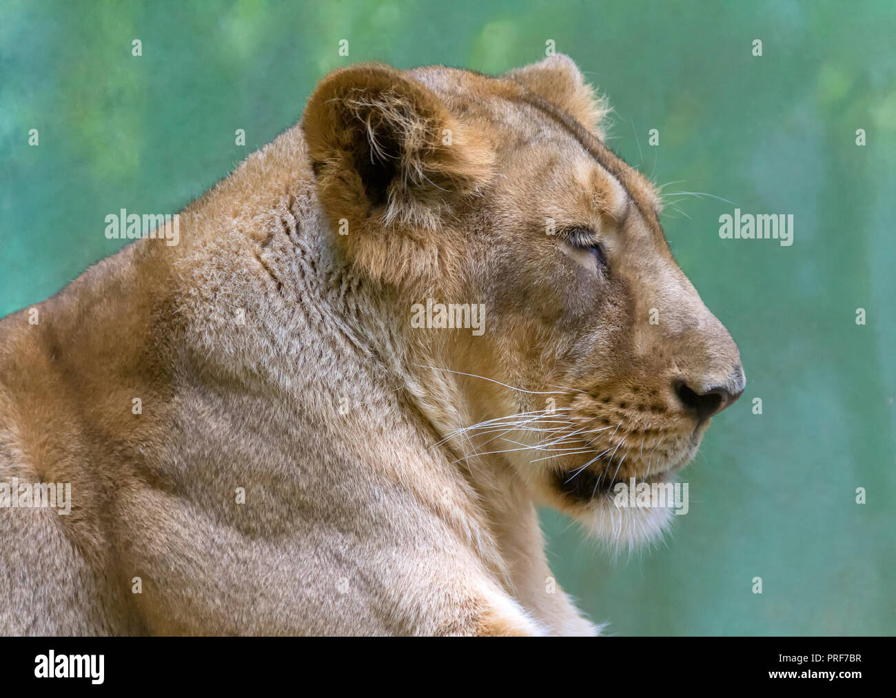 sideways shot of a lion head in front of green back Stock Photo - Alamy