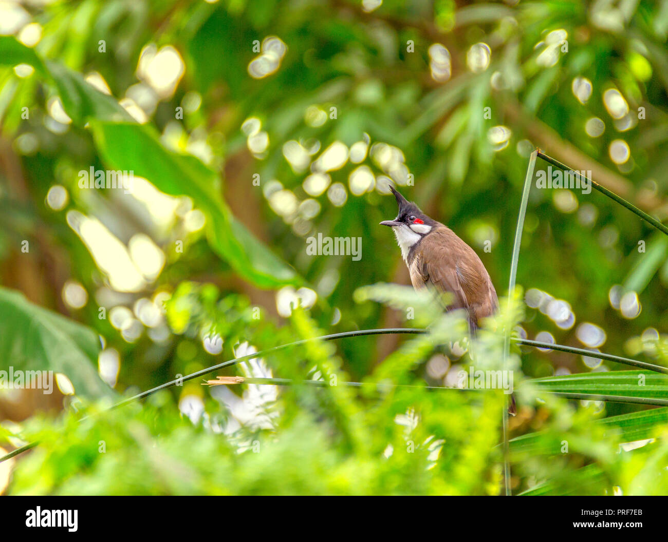 Indian paradise flycatcher in sunny vegetation Stock Photo - Alamy