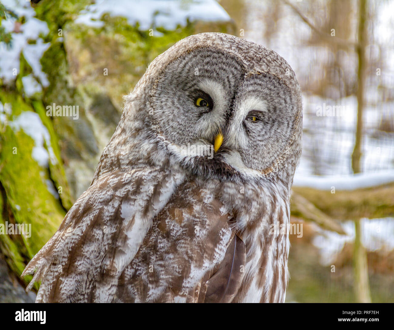 Phantom grey hi-res stock photography and images - Alamy