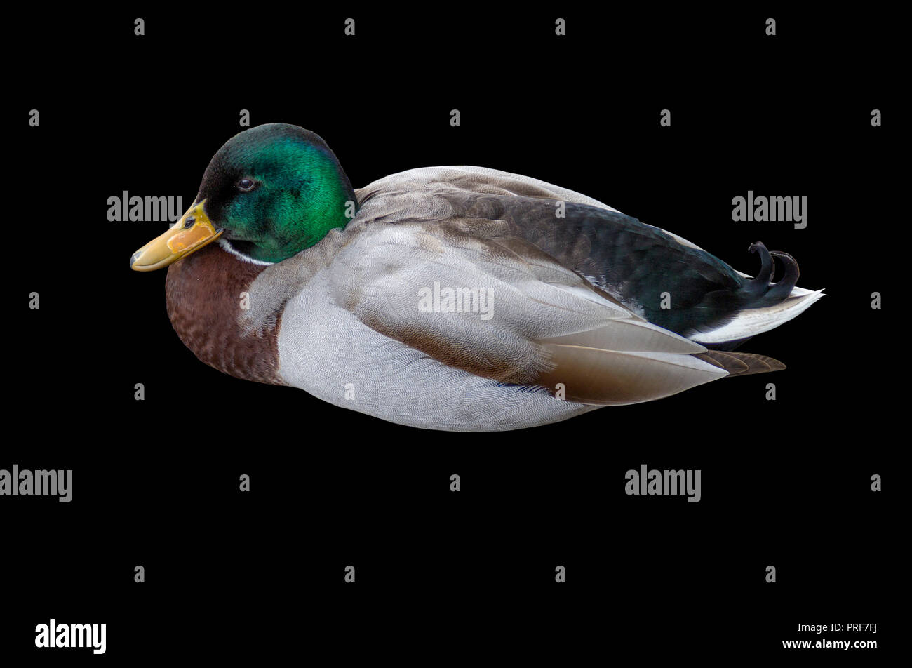 Back view of a duck hi-res stock photography and images - Alamy