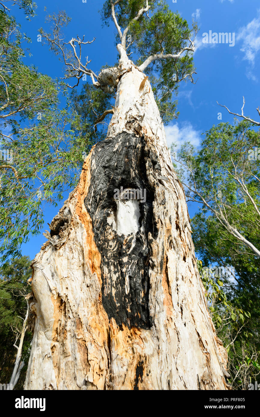 Tall tree trunk hi-res stock photography and images - Alamy