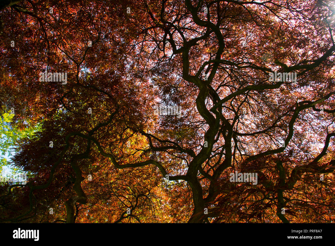 Red maple tree in full leaf shot with a fisheye lens from underneath in ...