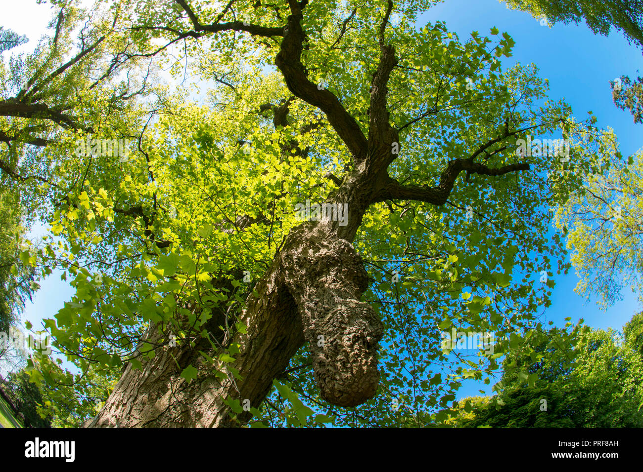 Chinese tulip tree (Liriodendron chinense) in full leaf at Margam ...
