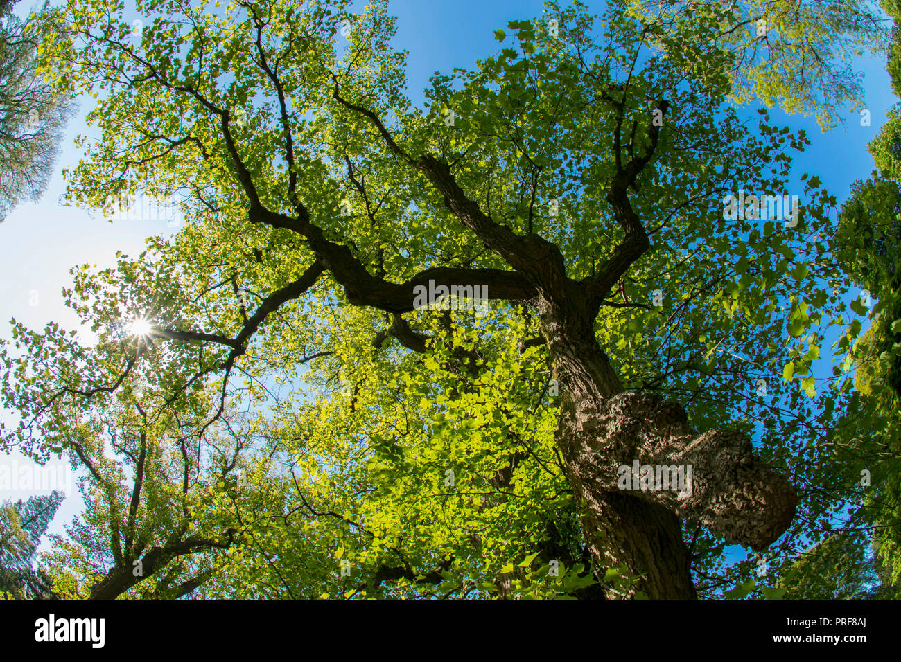 Chinese tulip tree (Liriodendron chinense) in full leaf at Margam ...