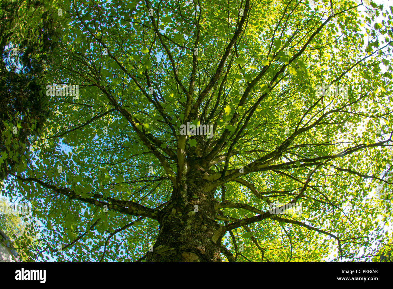 Chinese tulip tree (Liriodendron chinense) in full leaf at Margam ...