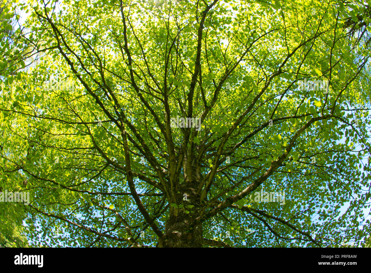 Chinese tulip tree (Liriodendron chinense) in full leaf at Margam ...