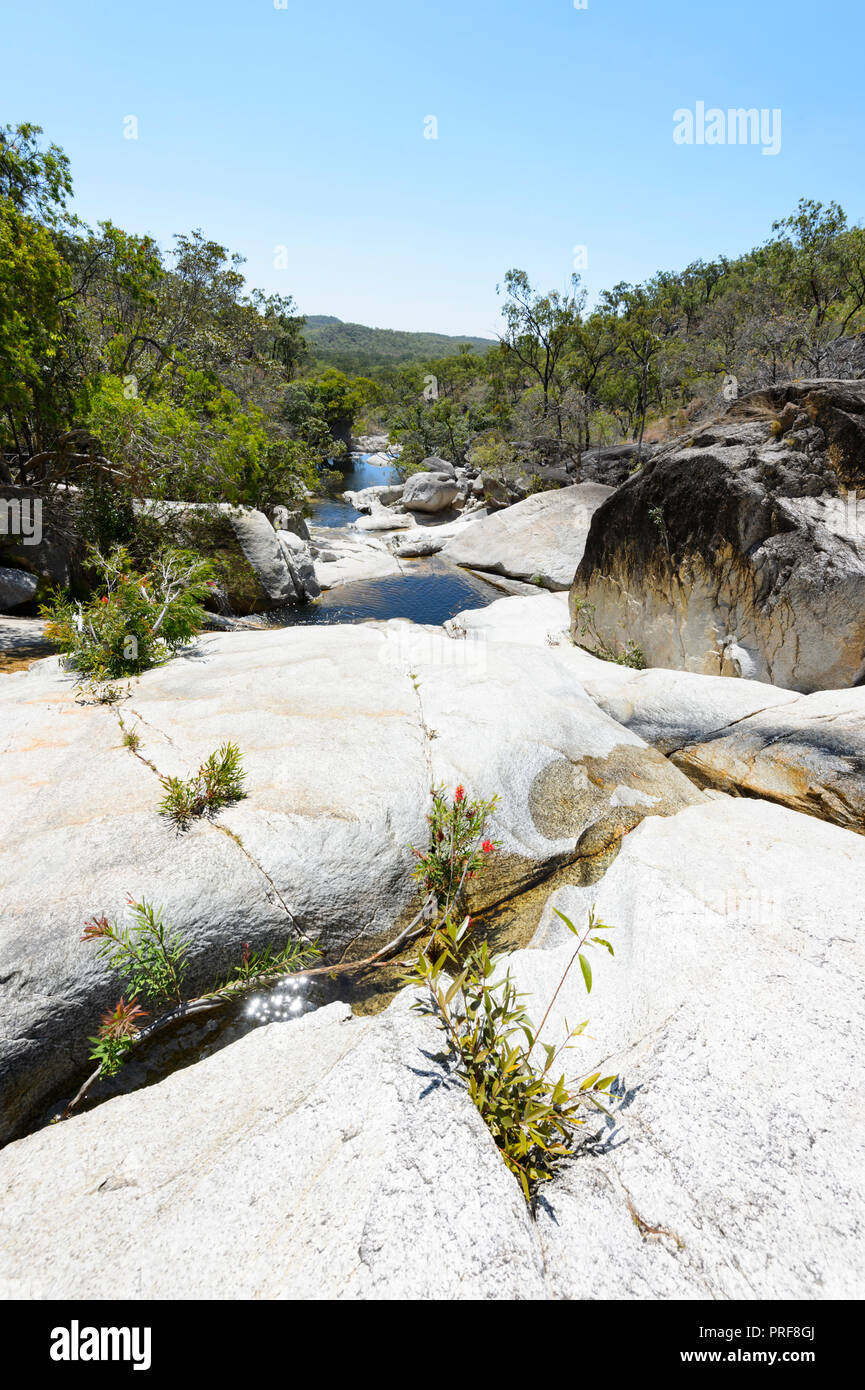Dry granite creekbed of Emerald Creek with a bottlebrush bush, near ...