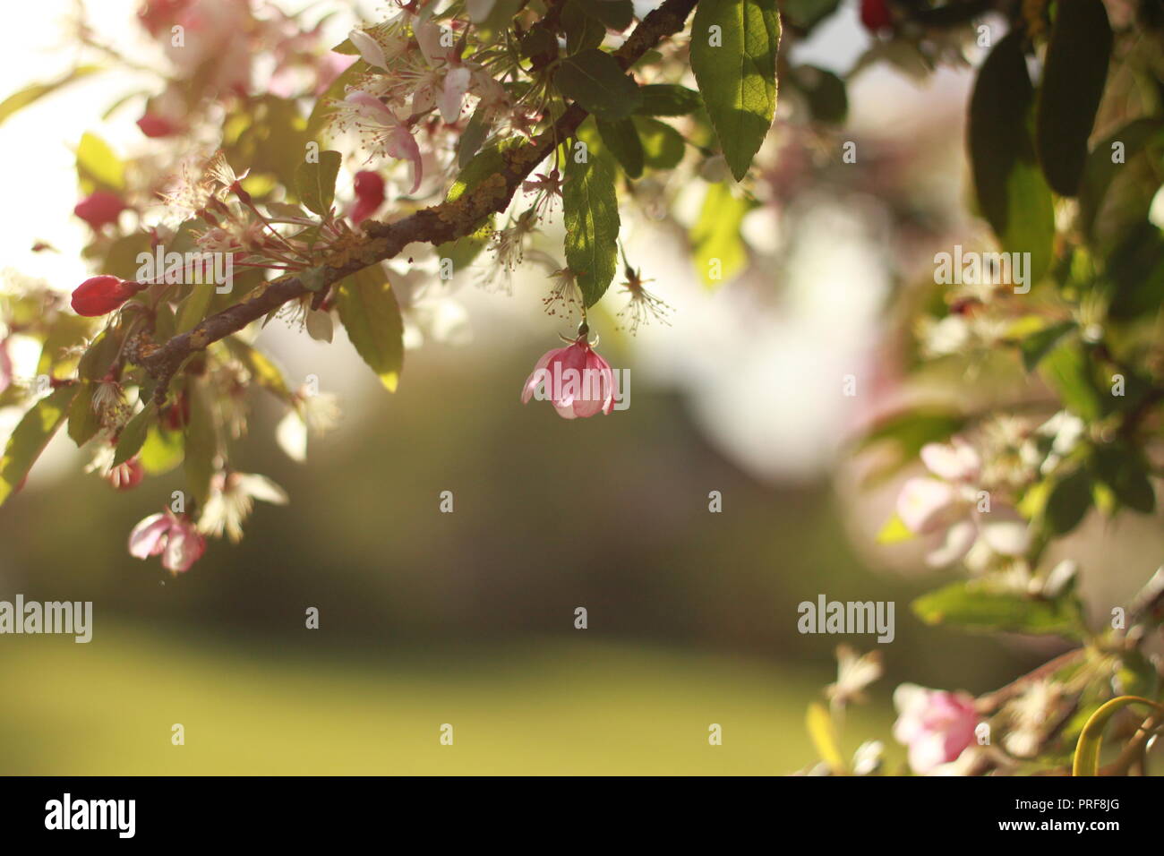 Sun shining on flowers hi-res stock photography and images - Alamy