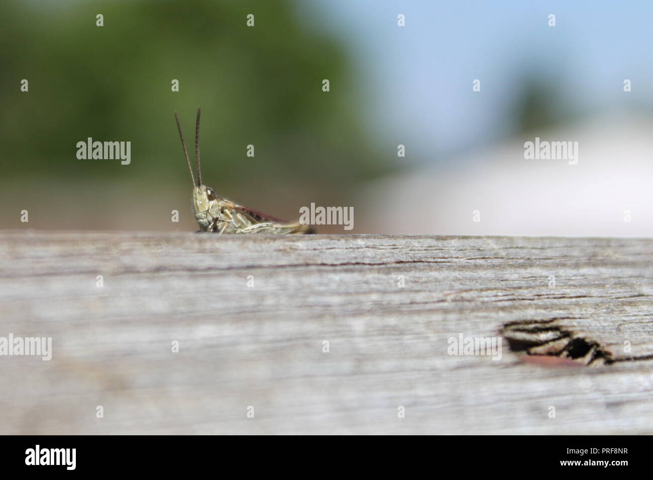 grasshopper on a fence Stock Photo - Alamy