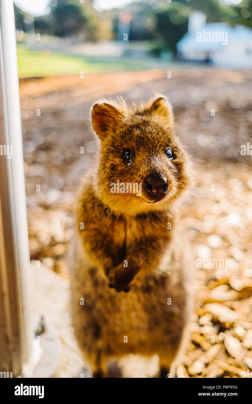 Quokka quokkas hi-res stock photography and images - Alamy