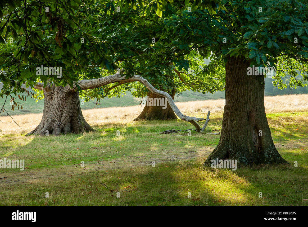 Old summer trees and trees hi-res stock photography and images - Alamy