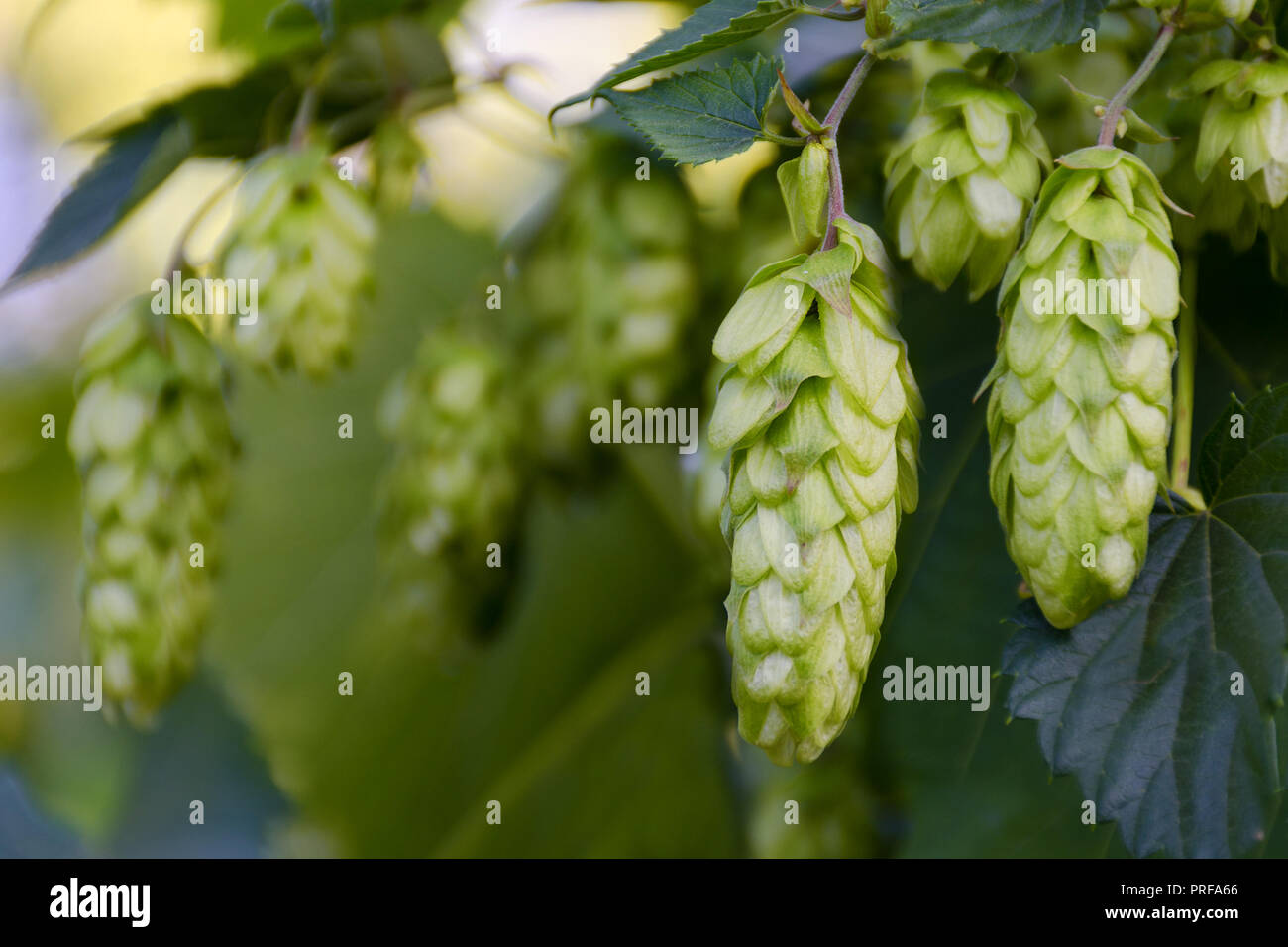 Green fresh hop cones on bush. Flowers for making beer and bread ...