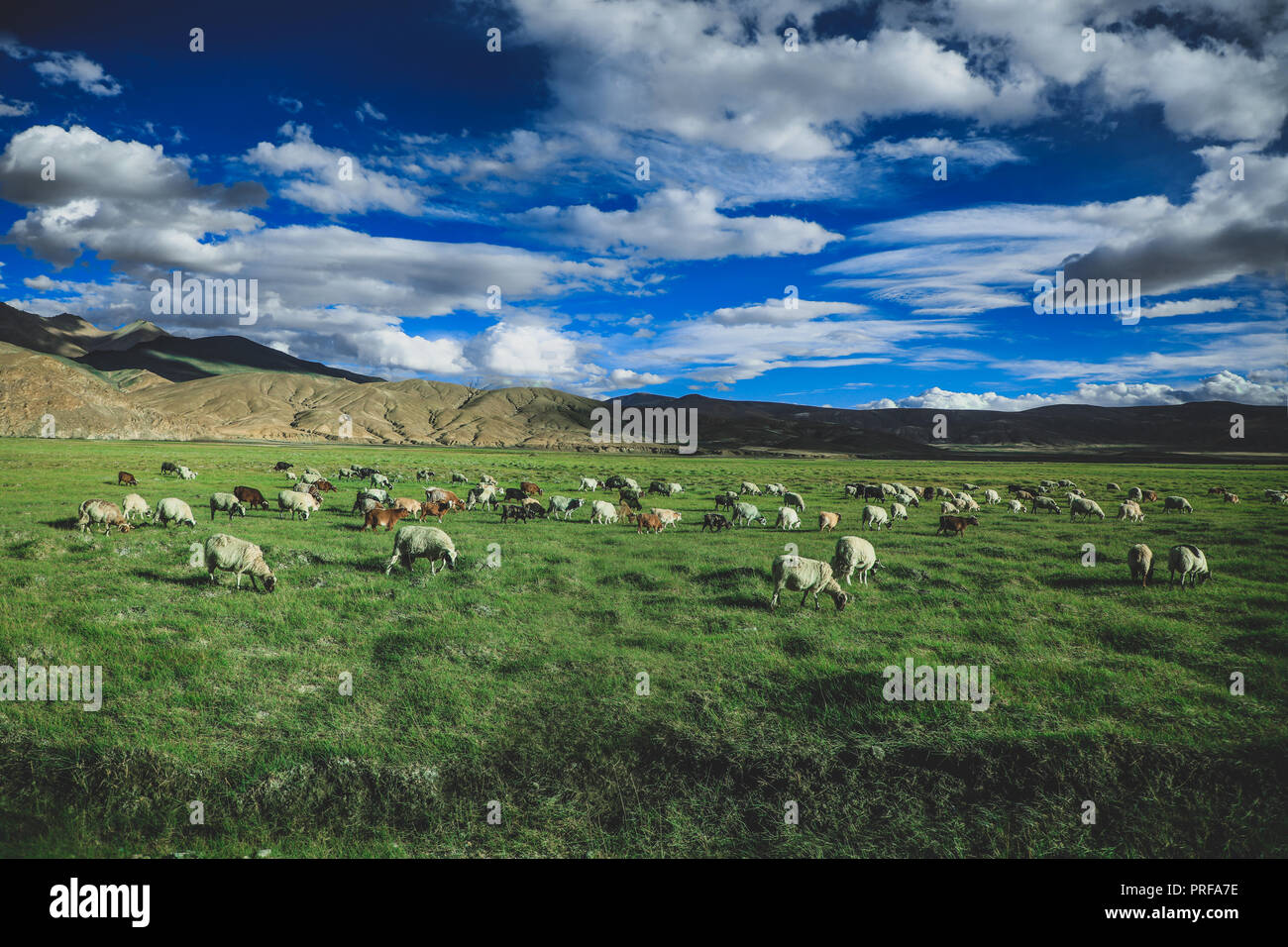 Nomadic Grazing