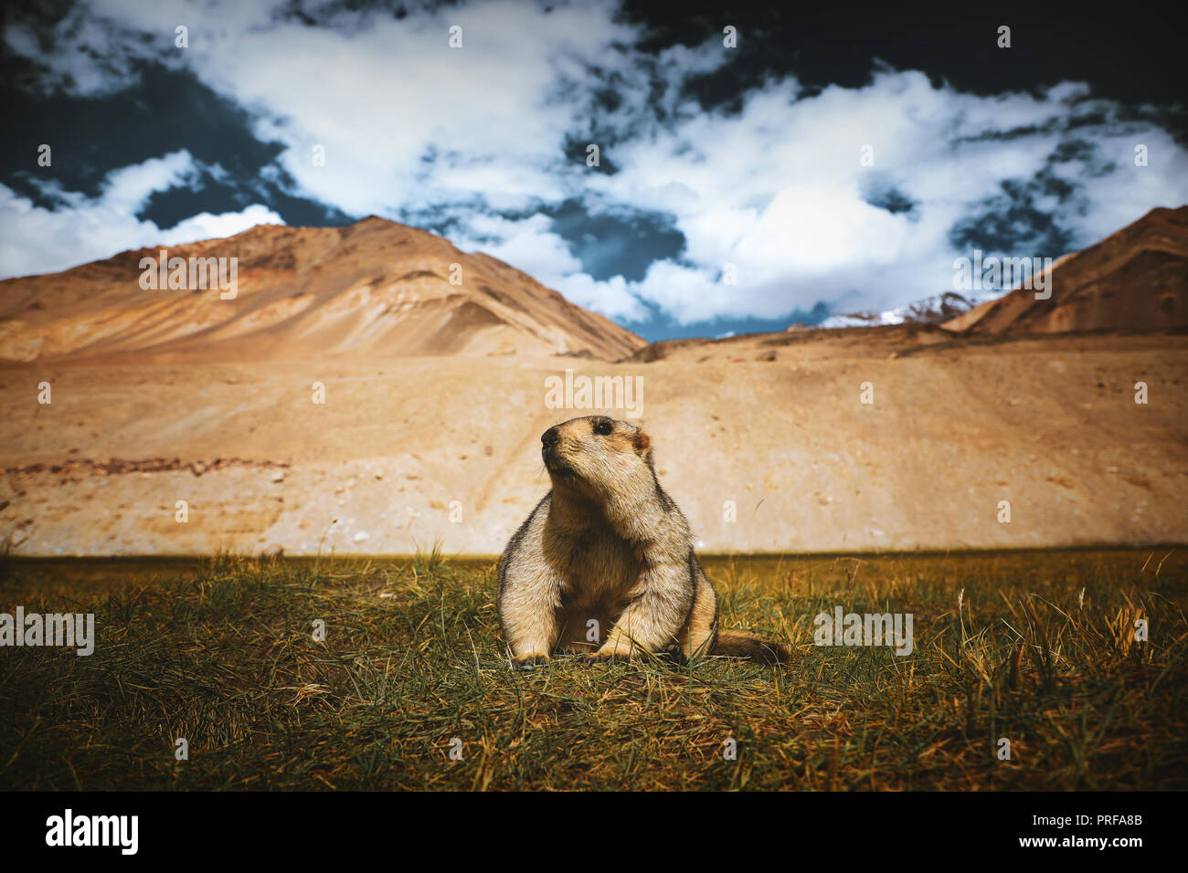 MARMOTS : Marmot around the area near Changthang Valley in Ladakh ...