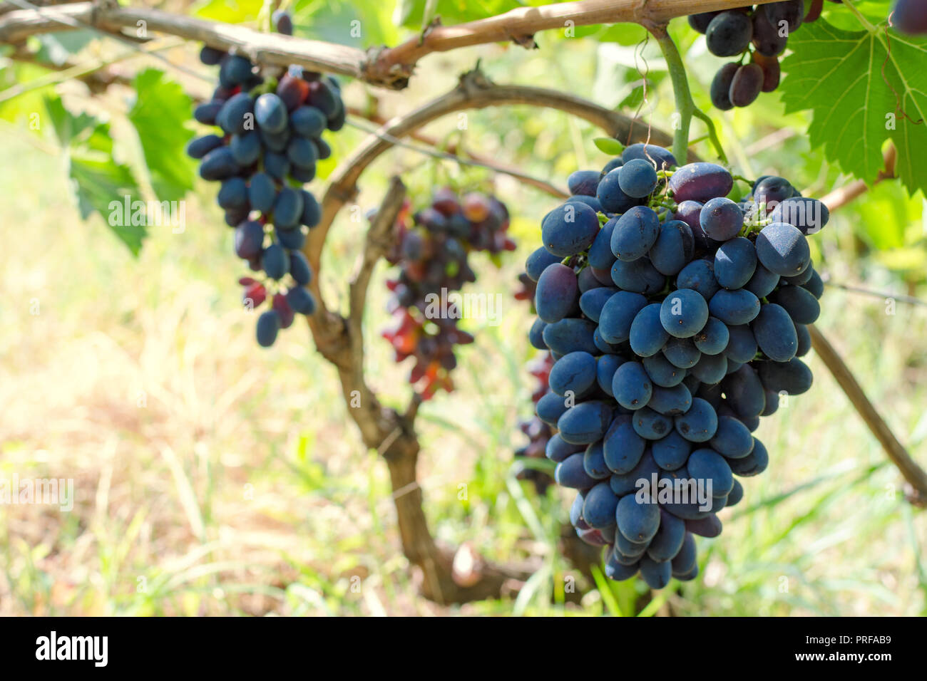 Vityculture hi-res stock photography and images - Alamy