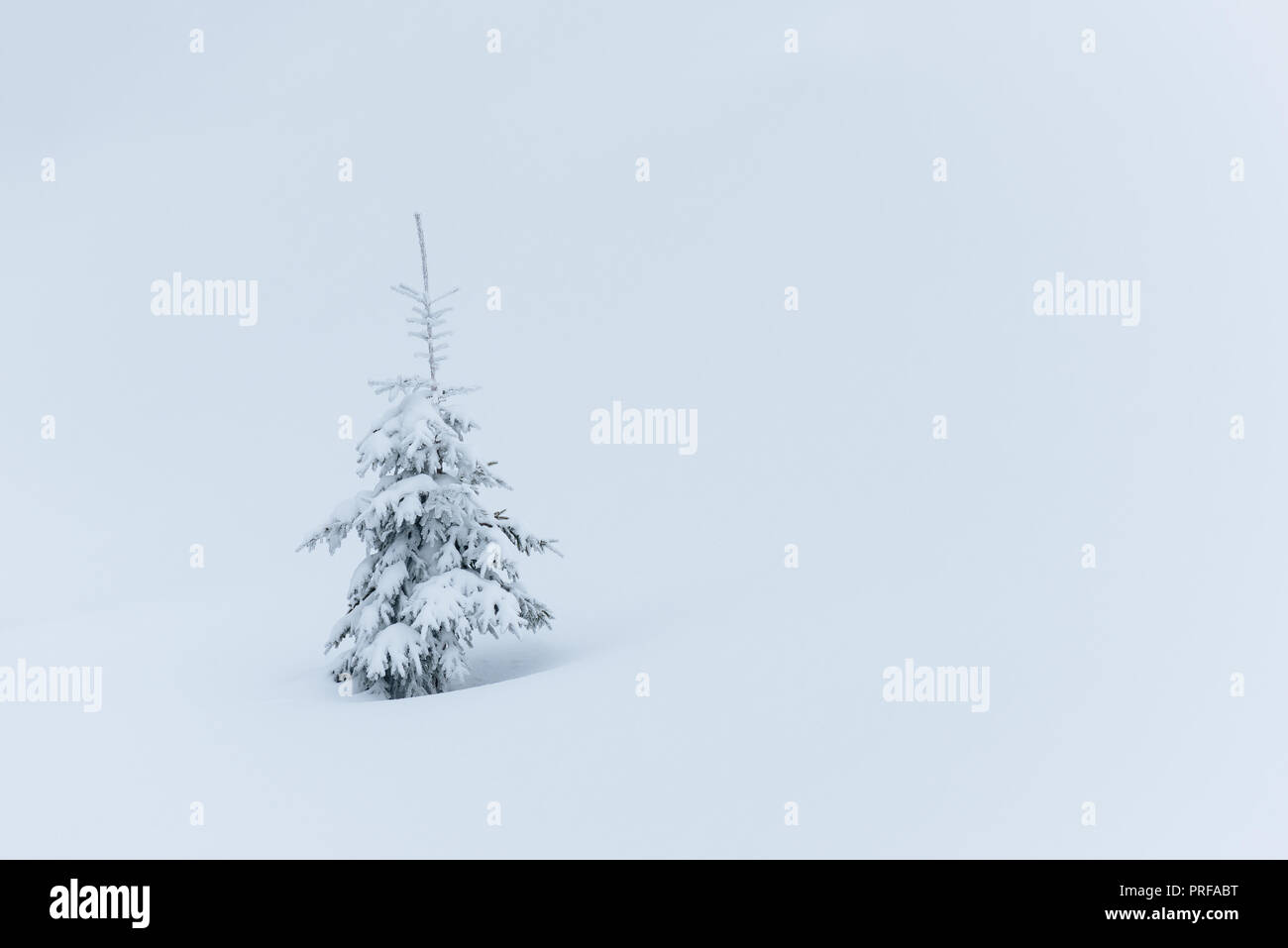 Small christmas tree in snow hi-res stock photography and images - Alamy