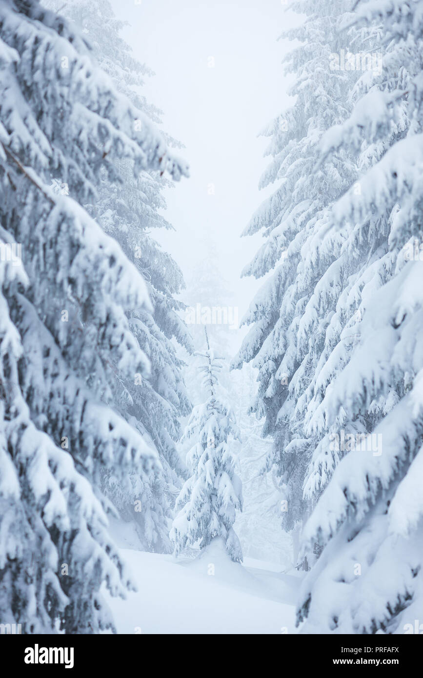 Winter forest. Landscape of a forest in snow Stock Photo - Alamy
