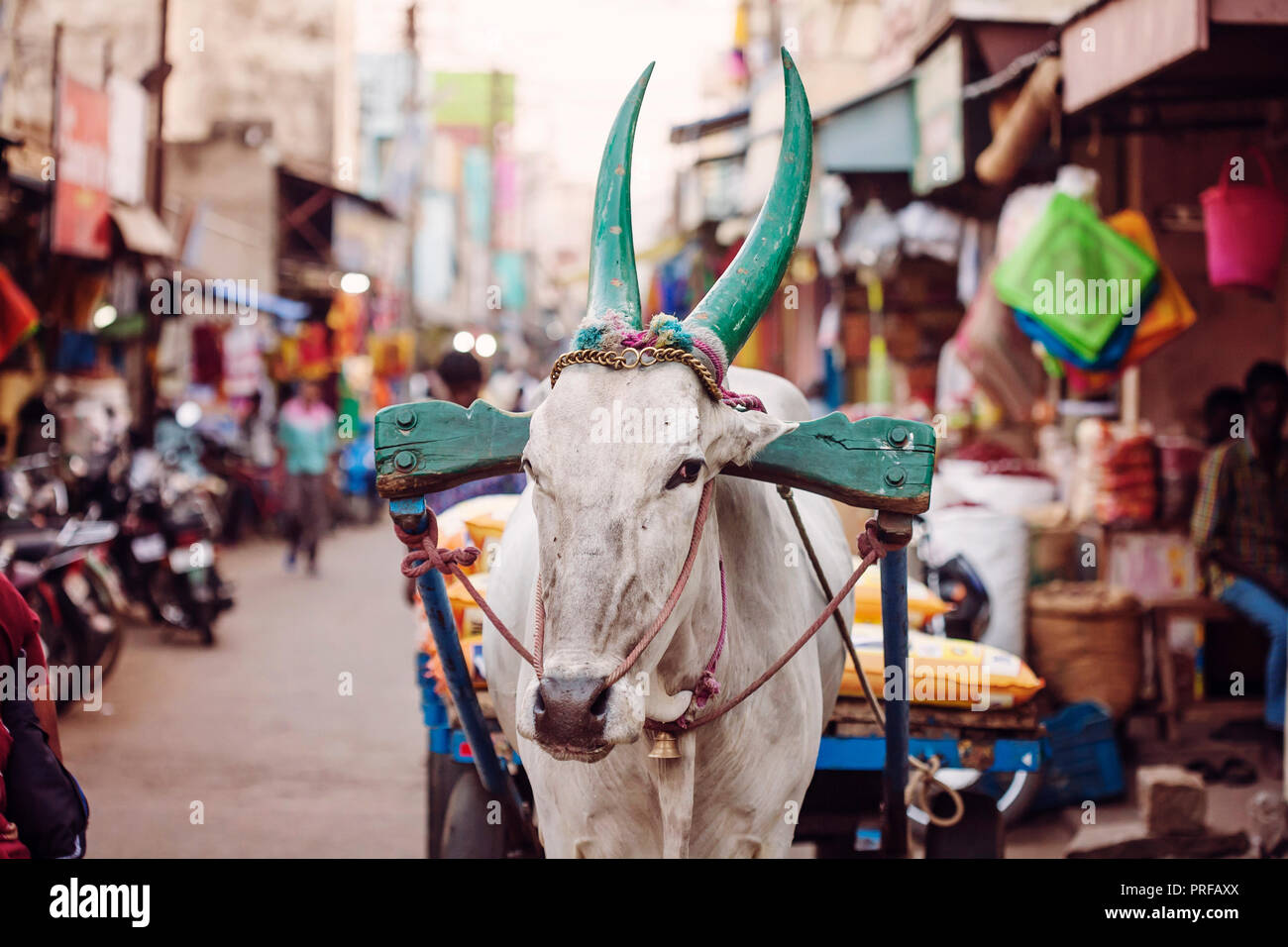 Udaipur, Rajasthan, India, January 31, 2018: Indian cow working on ...