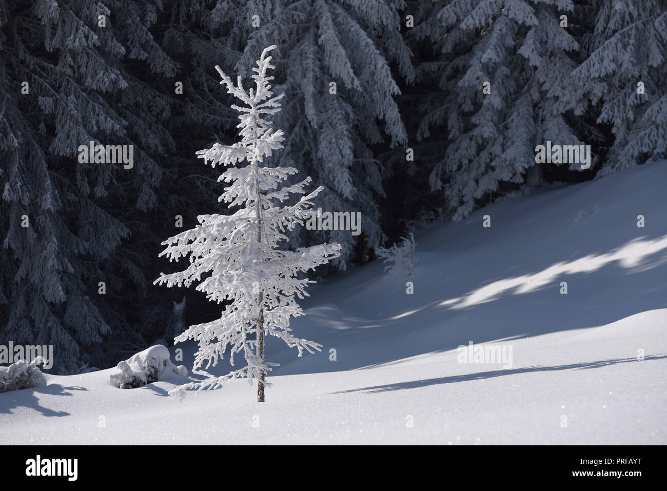 Spruce in snow. Winter in mountain forest Stock Photo - Alamy